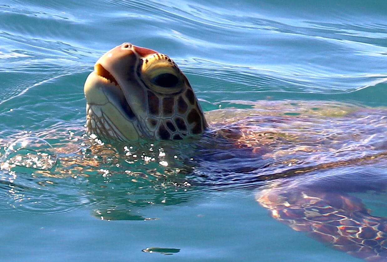 Turtle Fitzroy Island - Take Me To Australia